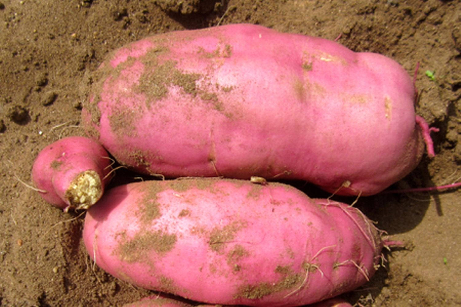 patate douce blanche de La ferme du hanneton - local.direct