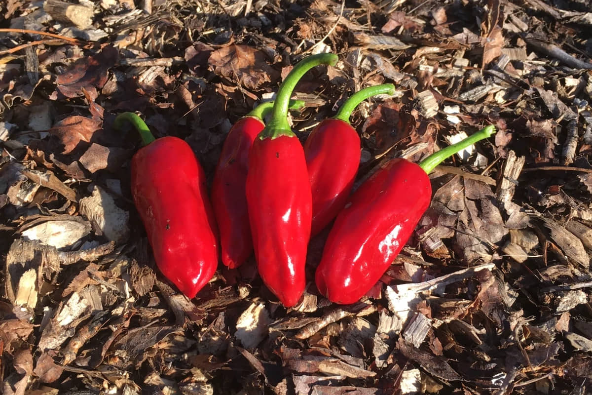 piment fort de Les Jardins de Piconnat - local.direct