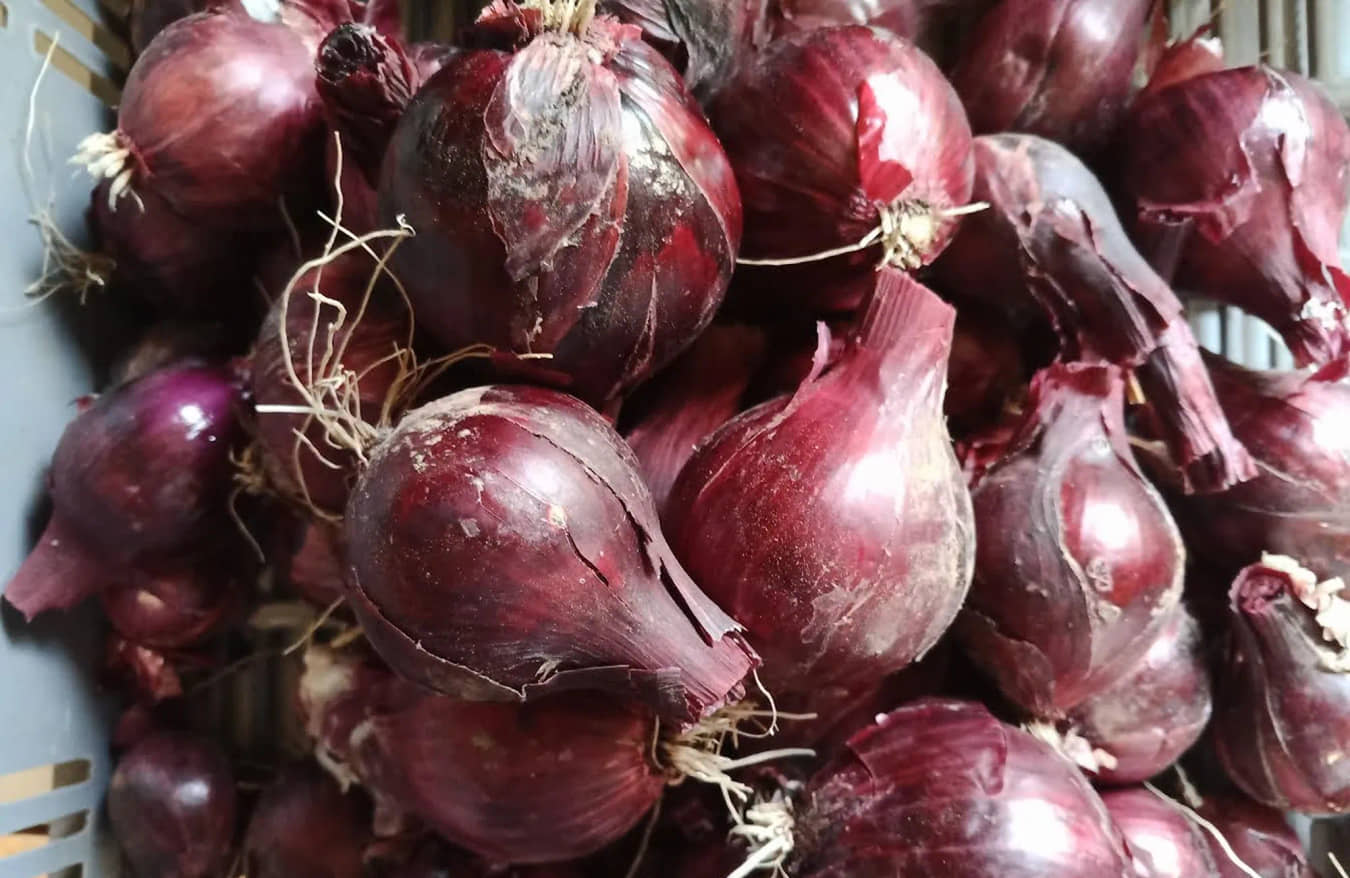 oignon rouge de karen cesaire - local.direct