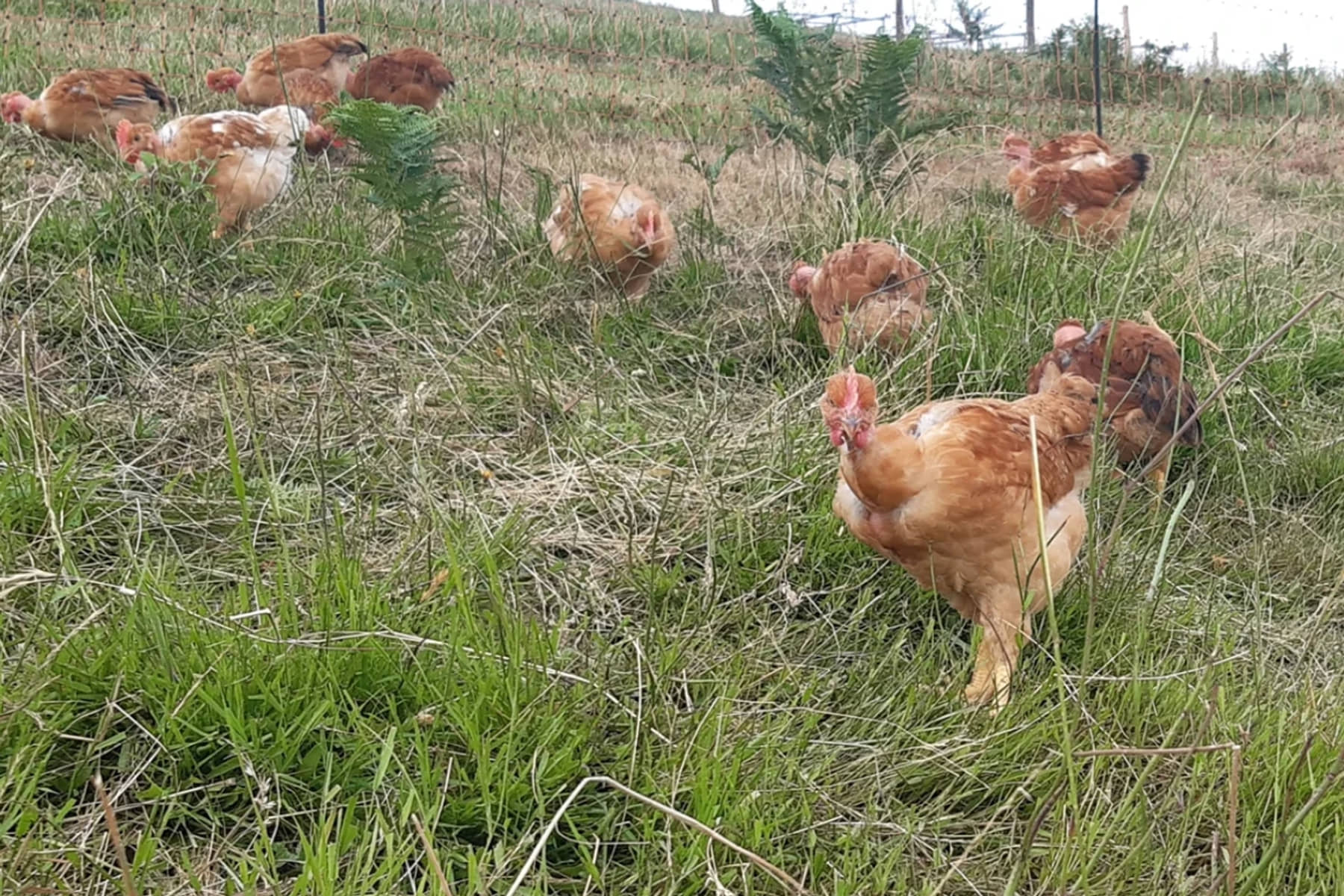 poulet de chair fermier biologique de La ferme d'Ansobieta - local.direct