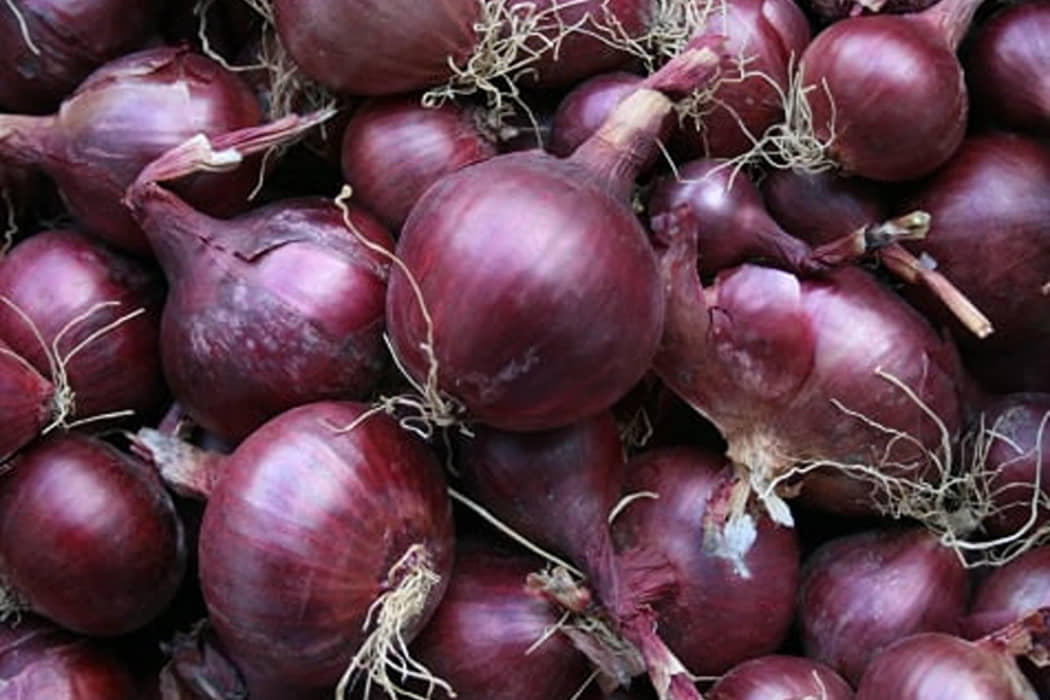 oignons rouges bio de La ferme de port neuf - local.direct