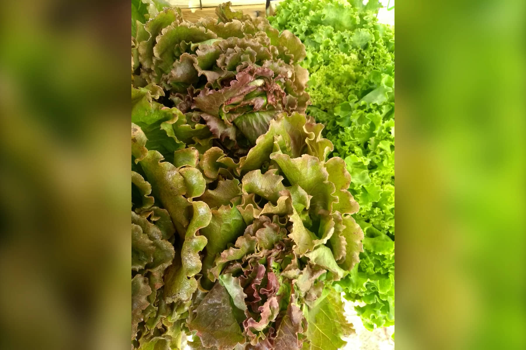 batavia verte de Les jardins d'Amishku - local.direct